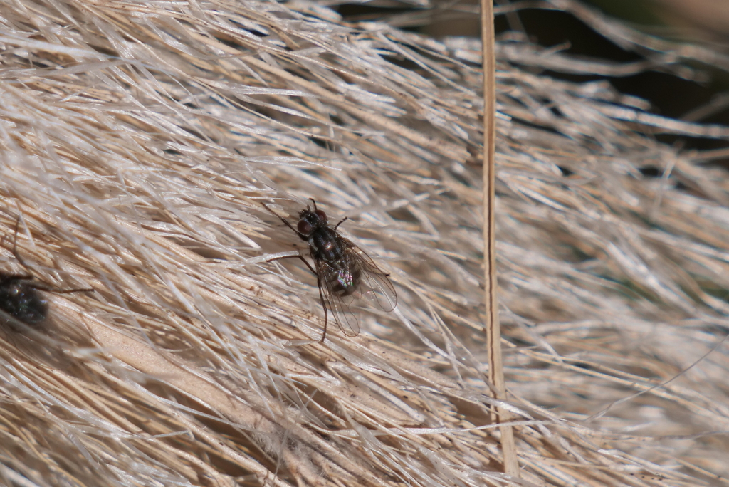 Limnophora from Ciudad de Santa Fe, Provincia de Santa Fe, Argentina on ...