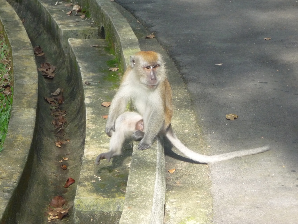 Long-tailed Macaque from Mandai Road Track 7, Mandai, Singapore, SG on ...