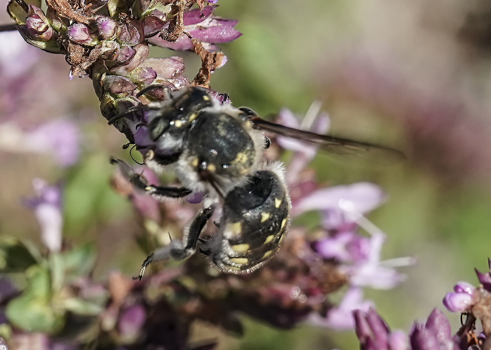 Anthidium maculosum Cresson, 1878