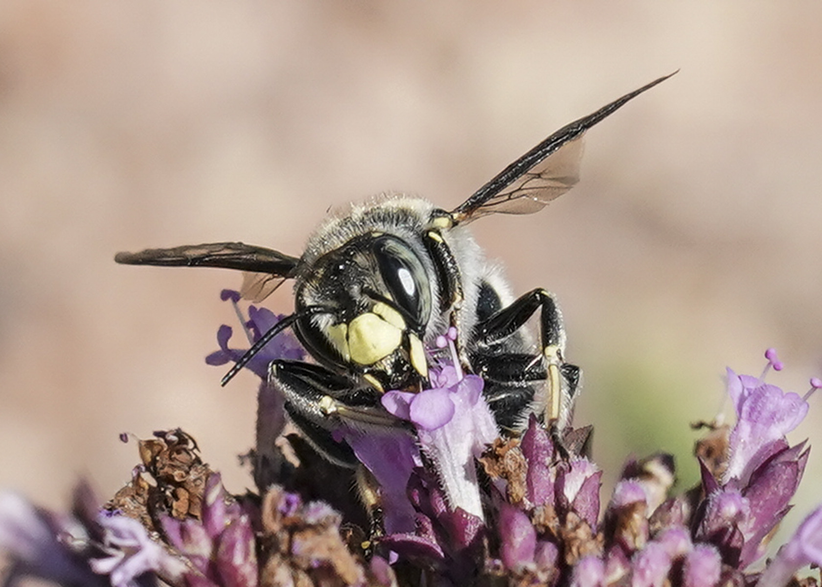 Anthidium maculosum Cresson, 1878