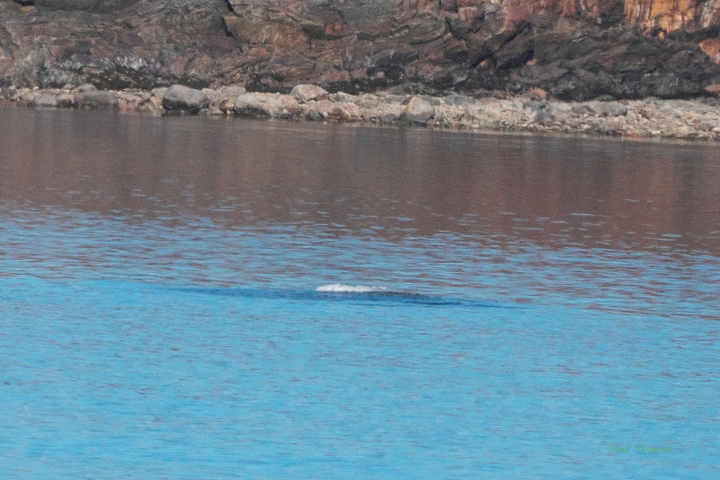 Beluga from Mallikjuaq Territorial Park, NU, Canada on July 26, 2022 at ...