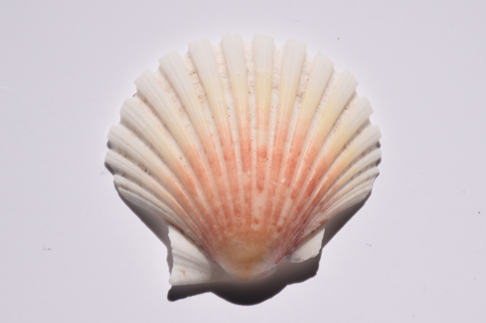 Pecten jacobaeus (Linnaeus, 1758)