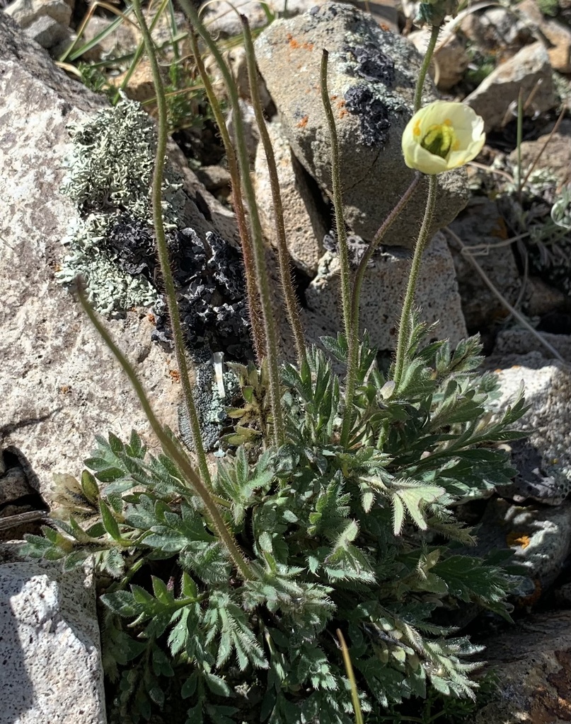 Rocky Mountain poppy in August 2022 by FrontRangeWildflowers · iNaturalist