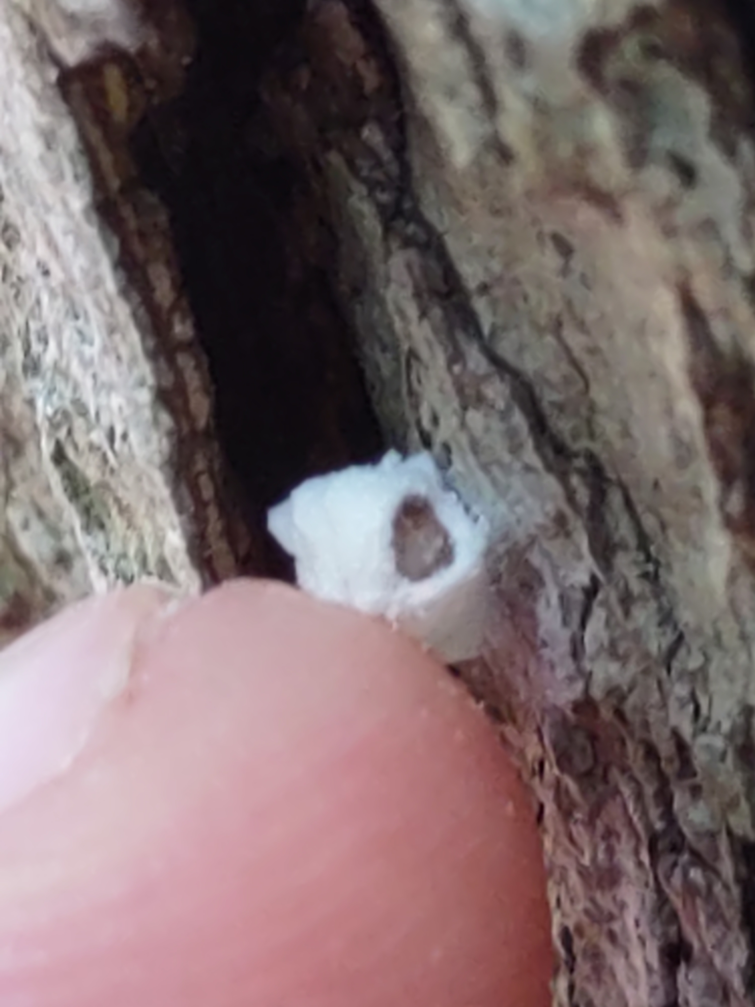 Epipyropidae