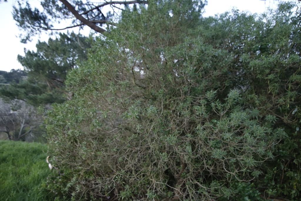waterbush from Wolwekloof section of Constantia Valley Greenbelt on ...