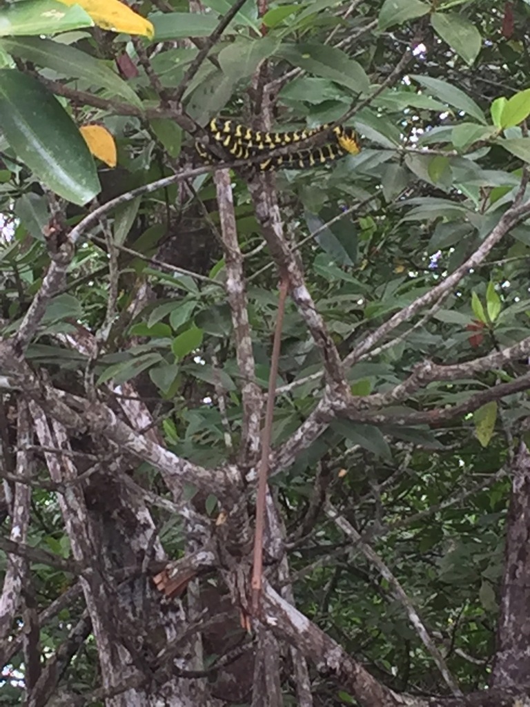 Gold-ringed Cat Snake from Sabang, Cabayugan, Puerto Princesa, Palawan ...