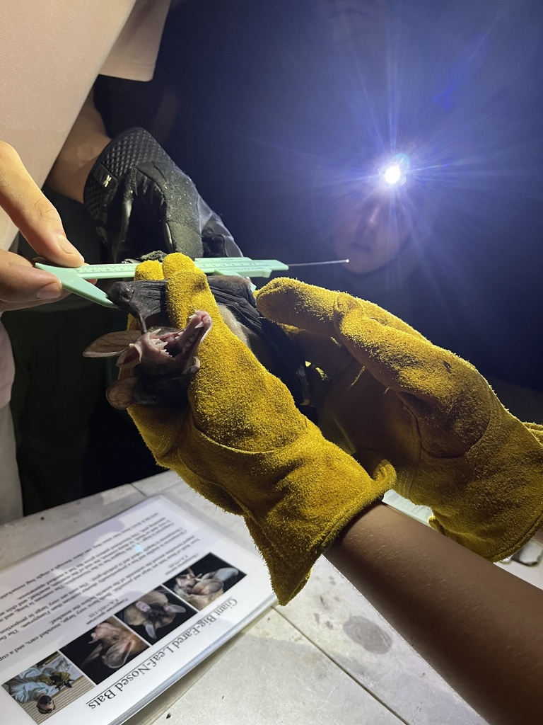 spectral bat in July 2022 by sofias7 · iNaturalist