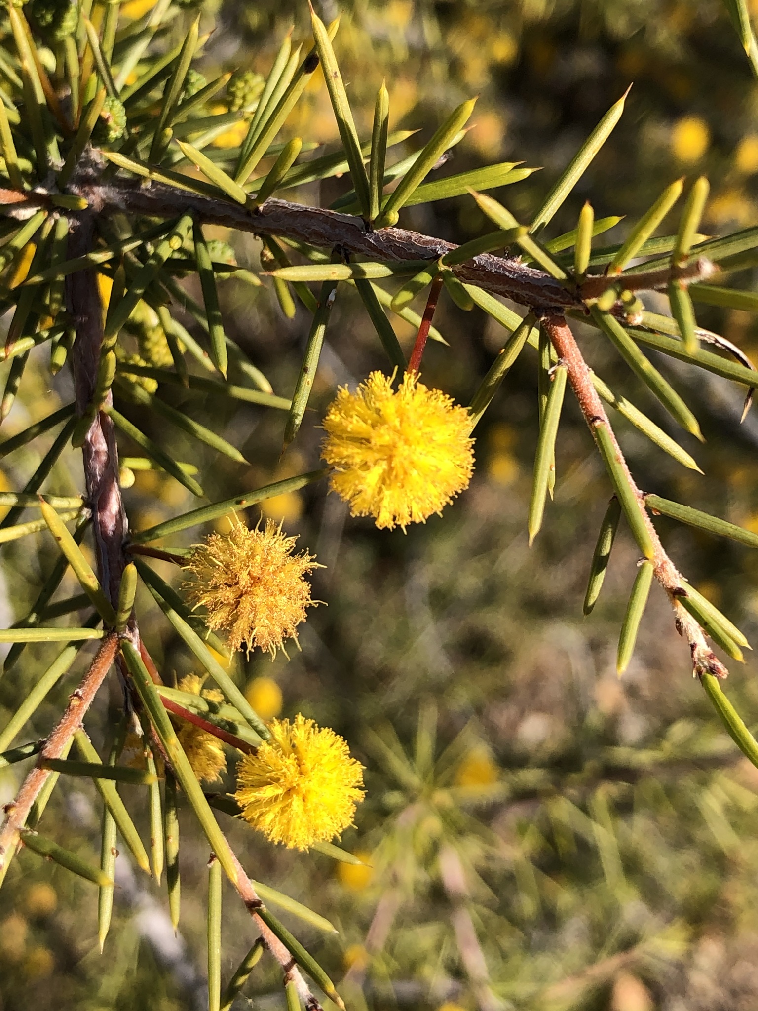 Acacia tetragonophylla F.Muell.