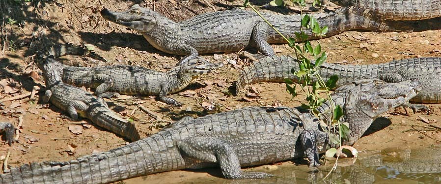 Yacare Caiman from Transpantaneira, Mato Grosso, Brazil on July 20 ...
