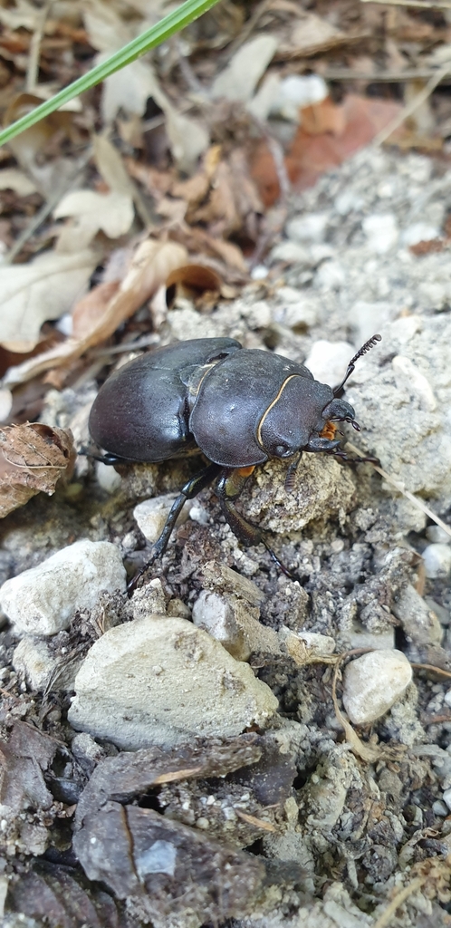 Lucanus tetraodon from 02011 Accumoli RI, Italia on August 04, 2022 at ...