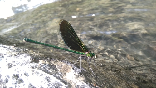 Neurobasis florida · iNaturalist