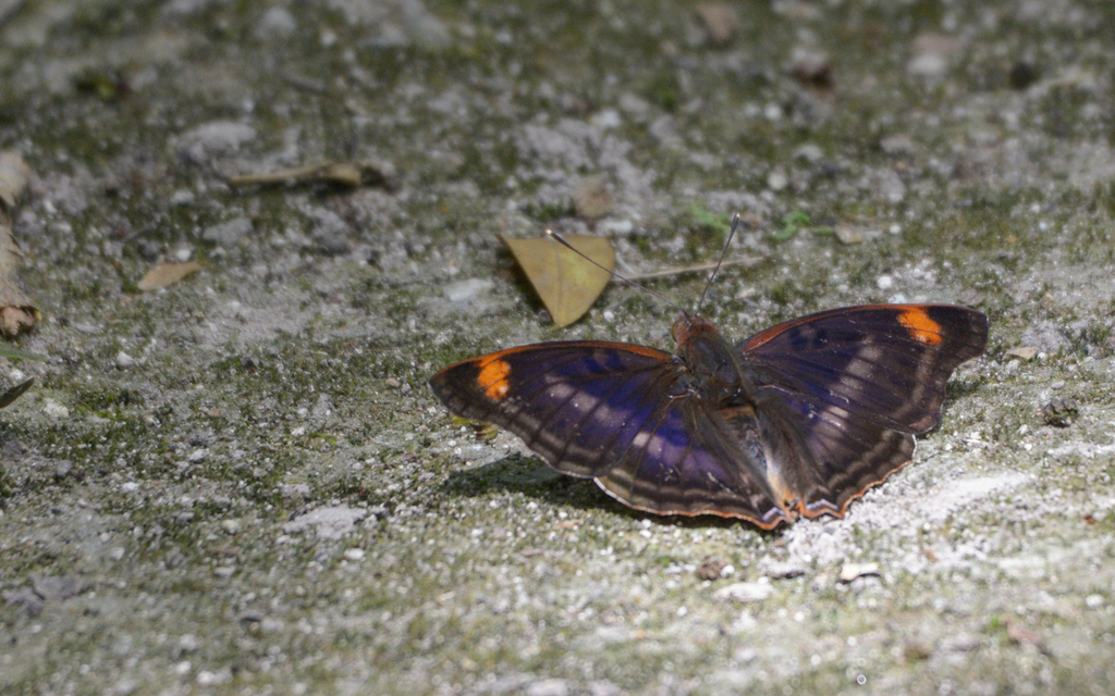 Pavon Emperor from Calakmul, Camp., México on July 31, 2022 at 10:47 AM ...