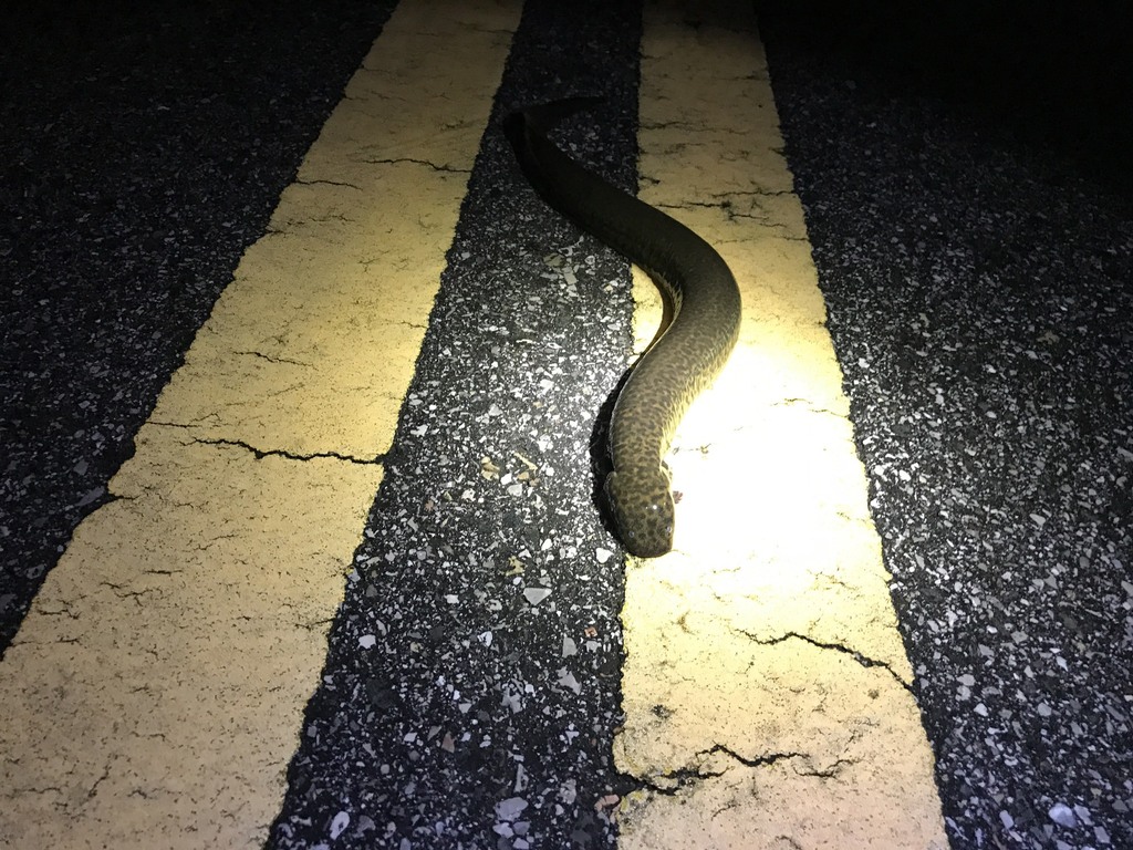 Reticulated Siren from Walton County, FL, USA on September 17, 2020 at ...