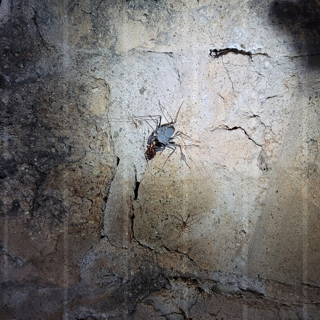 Tendarapo de Arizona en agosto 2022 por Alan Jeon. Tentative ID ...