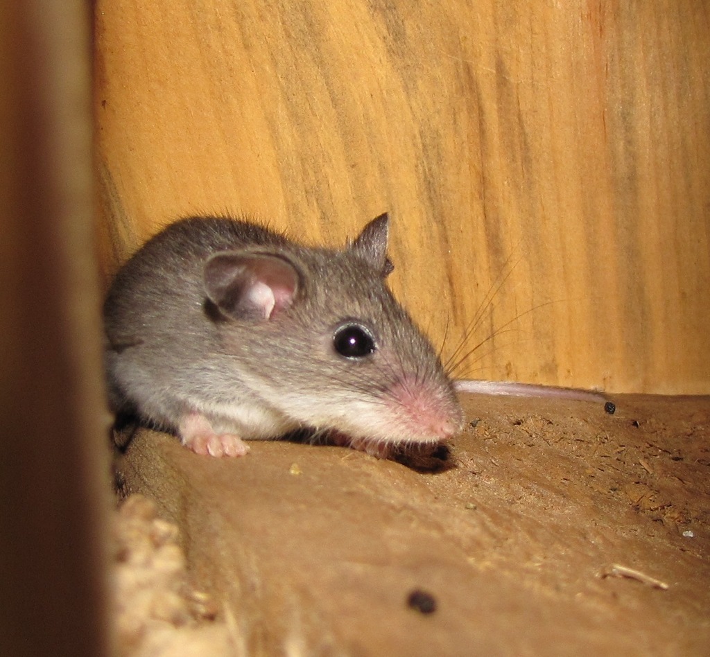 Deer Mouse (Wildlife of Staunton State Park) · iNaturalist
