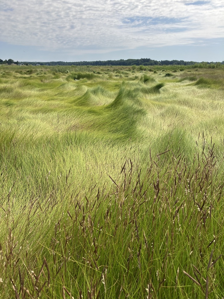 Spartina (Poaceae (Grass) of the Pacific Northwest) · iNaturalist