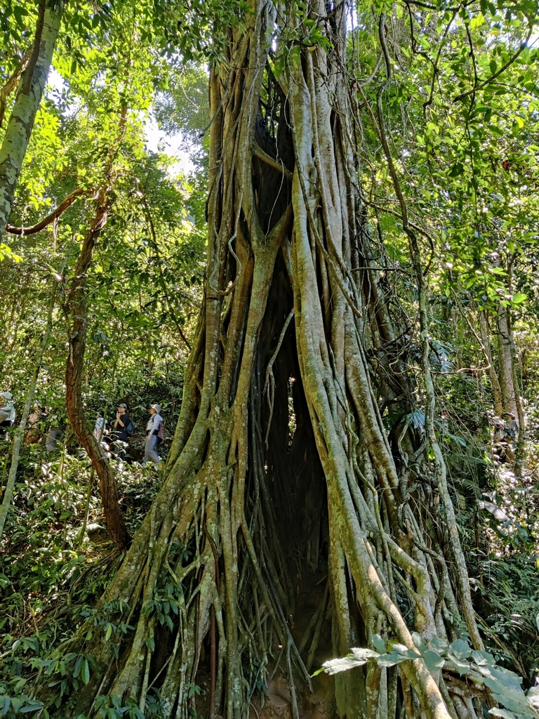 Ficus subulata from 西双版纳热带植物园 on July 26, 2022 by ppepper · iNaturalist