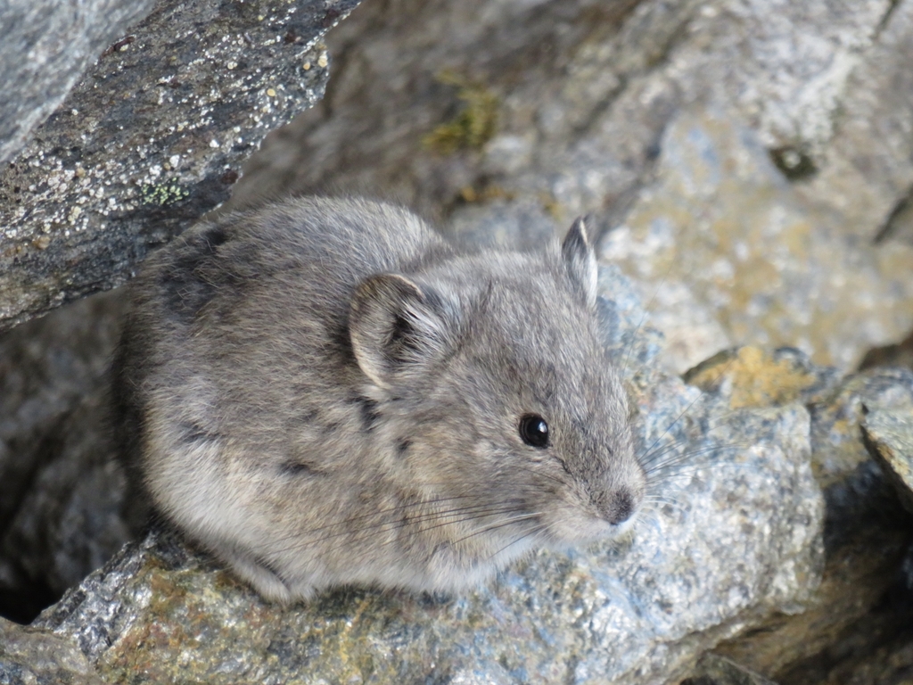 Collared Pika (Rabbits, Hares, and Pikas of the US) · iNaturalist
