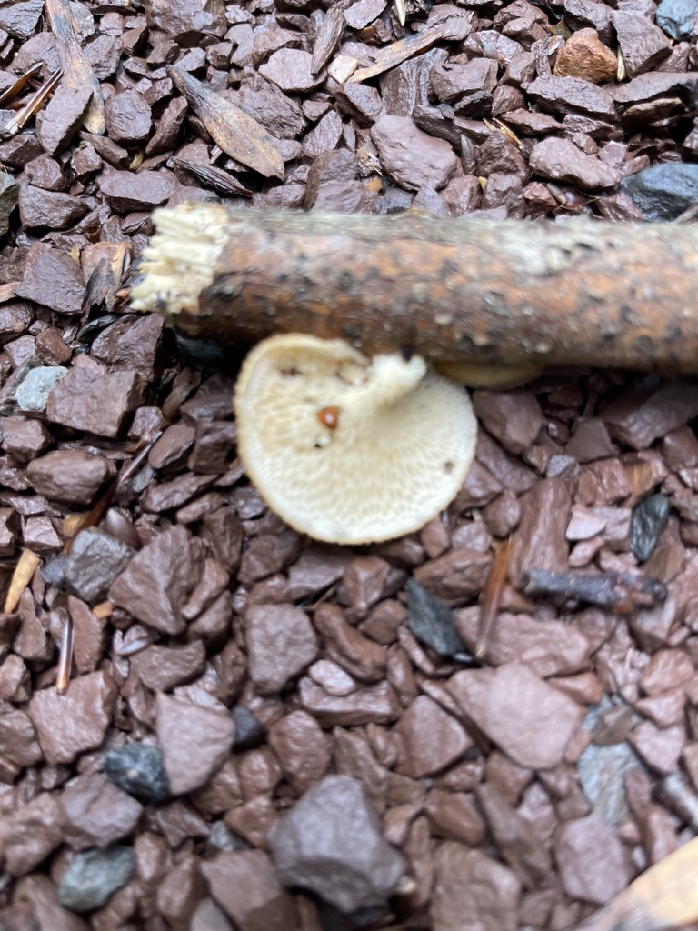 hexagonal-pored polypore from Washington Crossing Historic Park, New ...