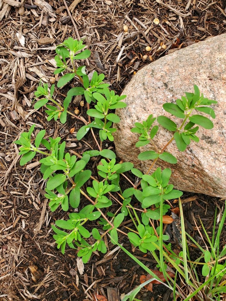 Spotted spurge from Harborcreek on August 4, 2022 at 06:56 PM by JTobin ...