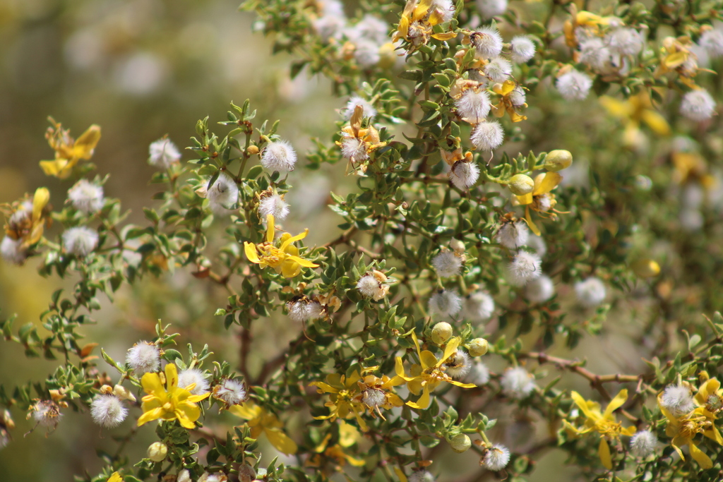 Creosote Bush from San Bernardino County, CA, USA on May 29, 2022 at 11 ...