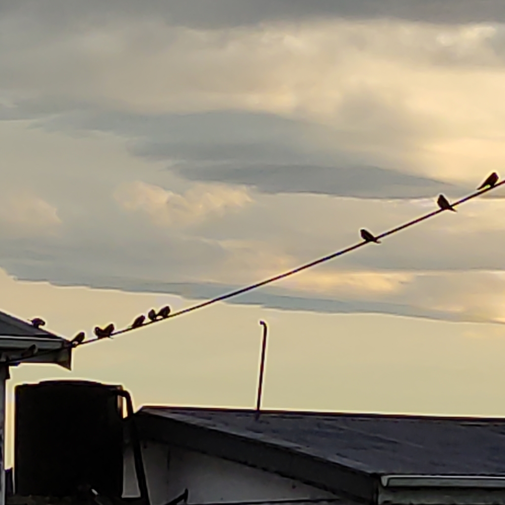 Eastern Welcome Swallow from Selwyn, NZ-CA, NZ on August 5, 2022 at 08: ...