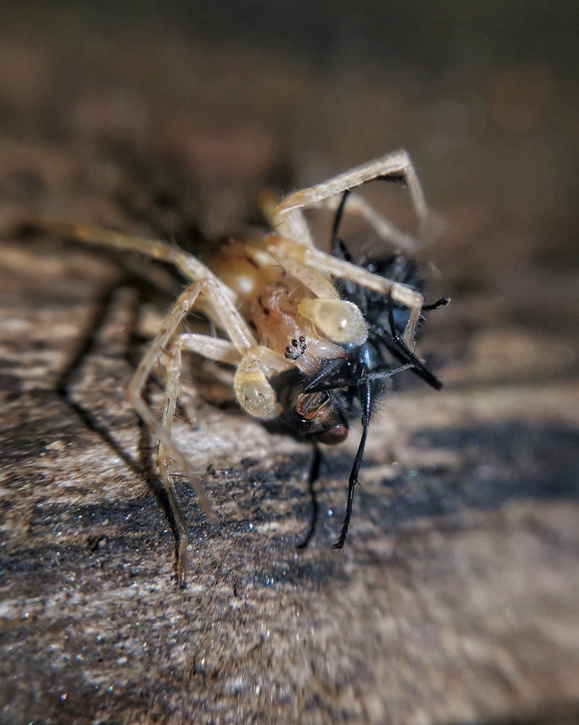Ghost Spiders from Missisipi, Mariquina, Los Ríos, Chile on July 26 ...