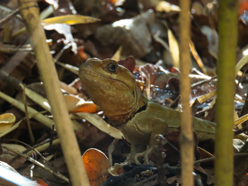 Southern Grumbler from Reserva Nacional Los Ruiles on August 02, 2022 ...