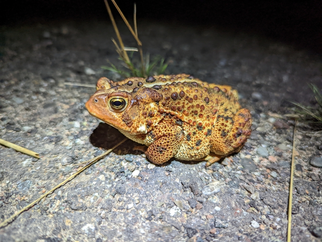 American Toad from Titusville, NB E5N 3T5, Canada on August 04, 2022 at ...