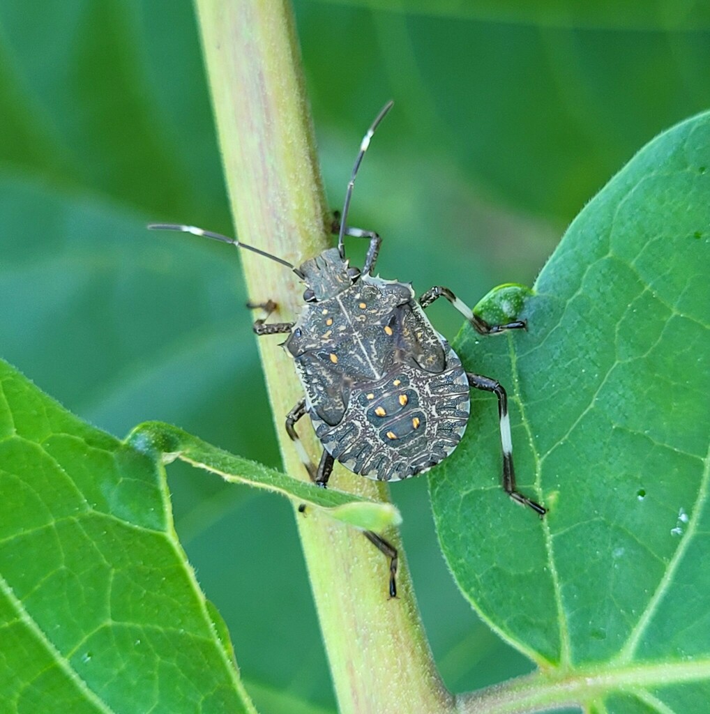 Brown Marmorated Stink Bug from Washington County, MD, USA on August 03 ...