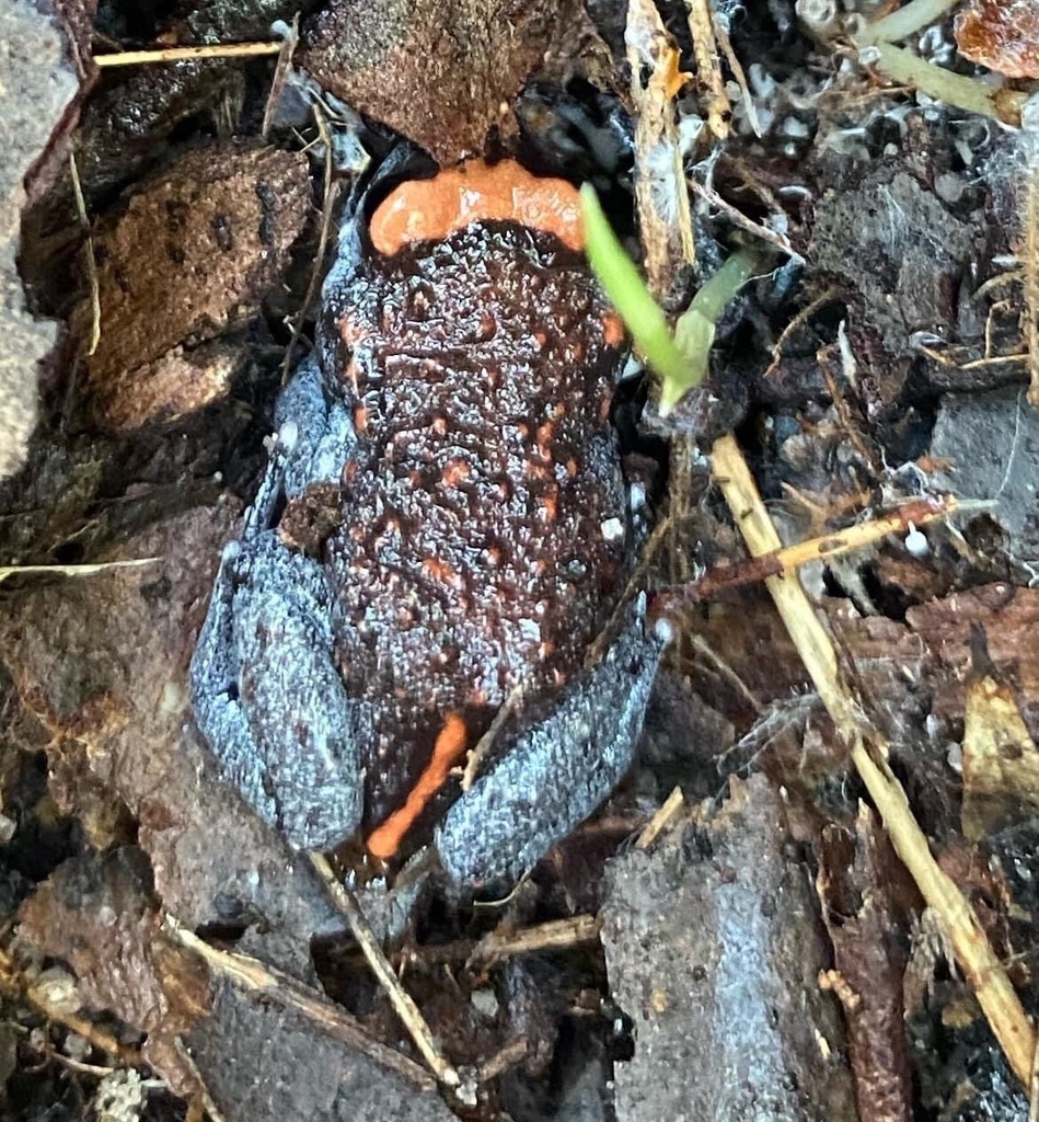 Red-crowned Toadlet from South Maroota, NSW, AU on August 2, 2022 at 10 ...