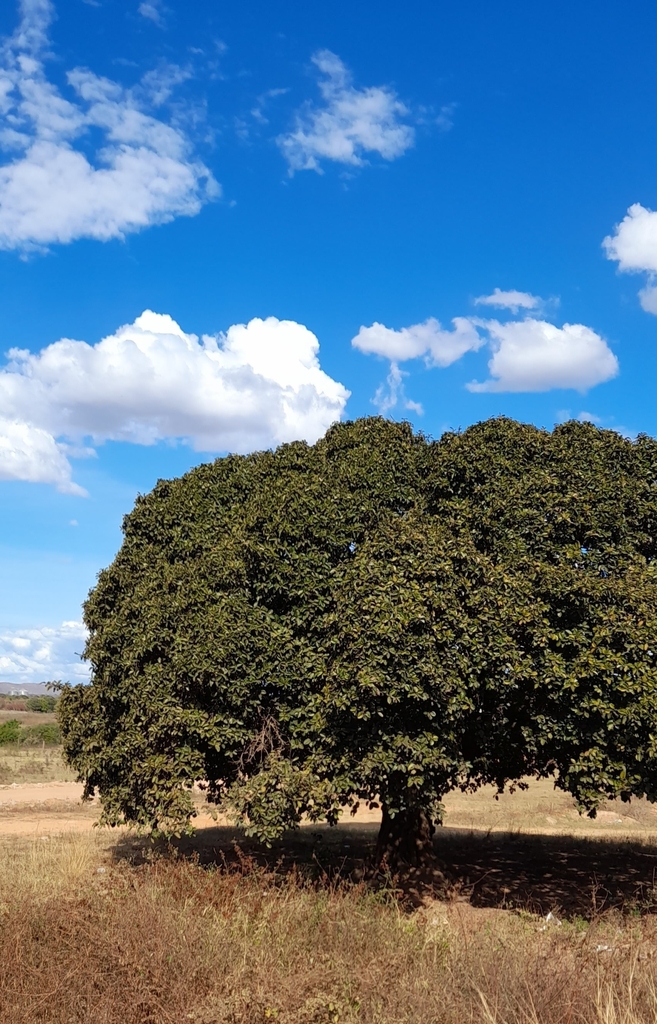 Ficus adhatodifolia from Pirapora on August 09, 2021 at 03:14 PM by ...
