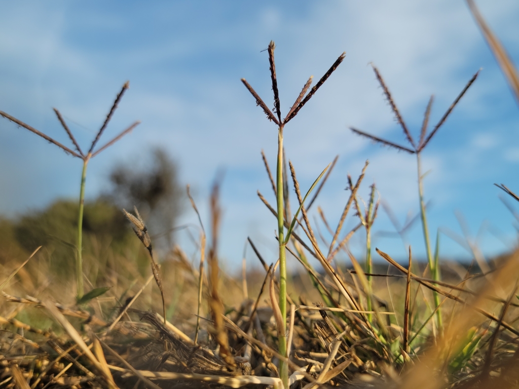 Bermuda grass from San Luis Obispo, CA 93402, USA on August 4, 2022 at ...