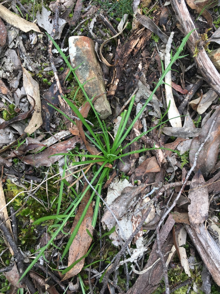 Murnong (Microseris walteri) - Botanical Realm