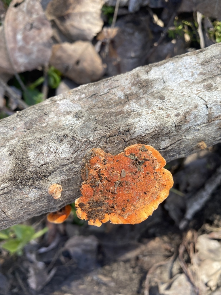 Southern Cinnabar Polypore from Hastings, NZ-HB, NZ on August 05, 2022 ...