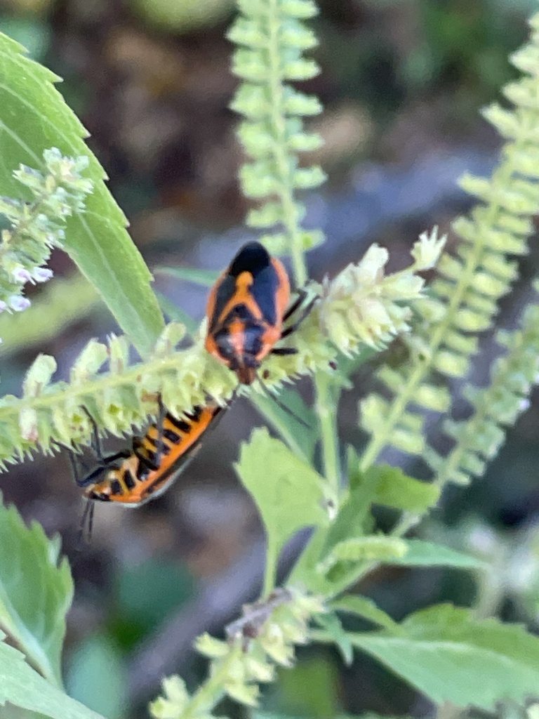 Horehound Bug from Cook, AU-QL, AU on August 5, 2022 at 07:45 AM by ...