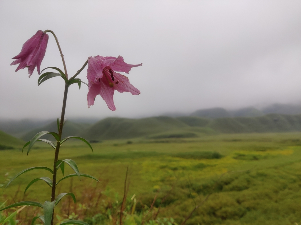 Shirui Lily (Lilium mackliniae) - Botanical Realm