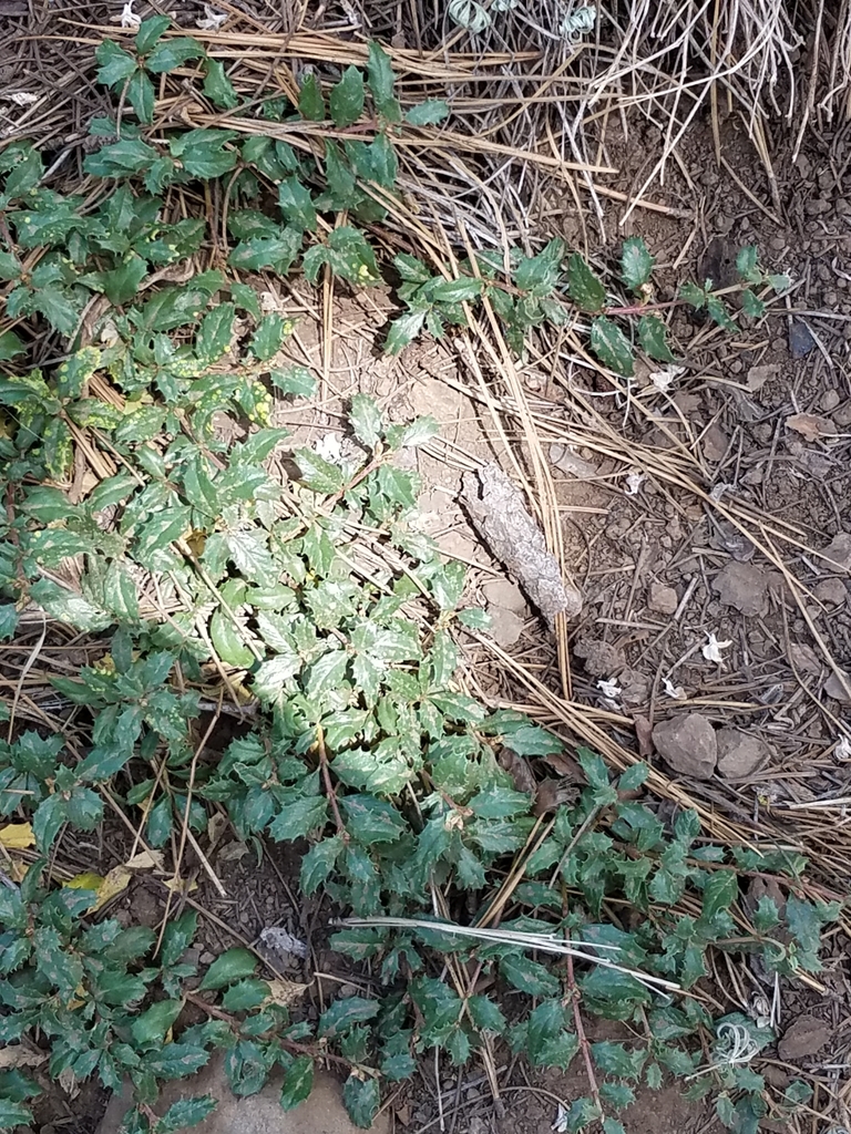 Mahala mat from Modoc National Forest, Lassen County, US-CA, US on ...