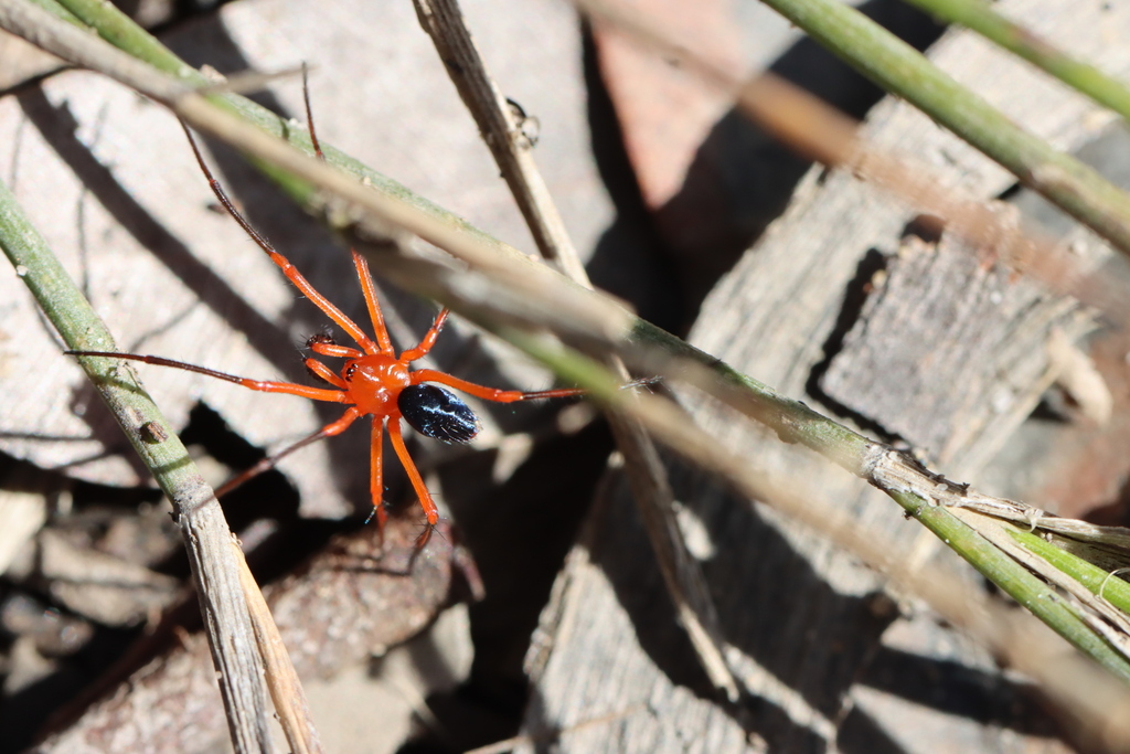 red-and-black Spiders from Sydney NSW, Australia on August 5, 2022 at ...