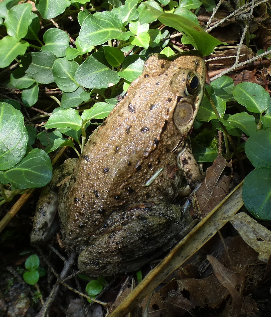 Green Frog from Marathon County, WI, USA on July 24, 2022 at 01:47 PM ...
