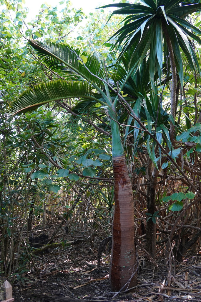 Bottle Palm in July 2022 by Pierre-Louis Stenger · iNaturalist