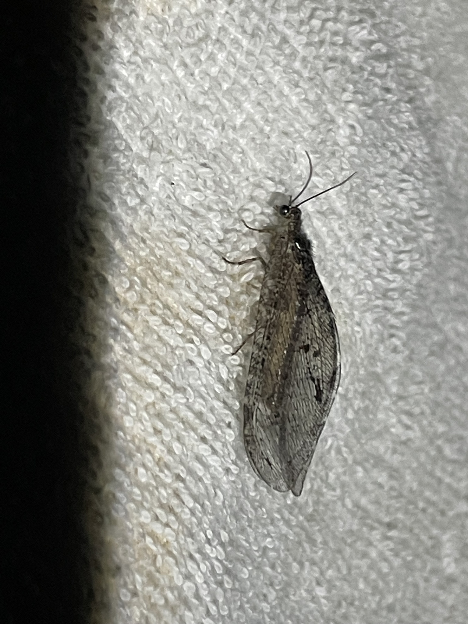 Polystoechotes punctata (Fabricius, 1793)