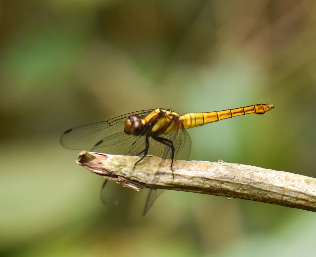 Blue-tailed Forest Hawk from Dosdewa Khasi Village, Katamoni,788728 ...