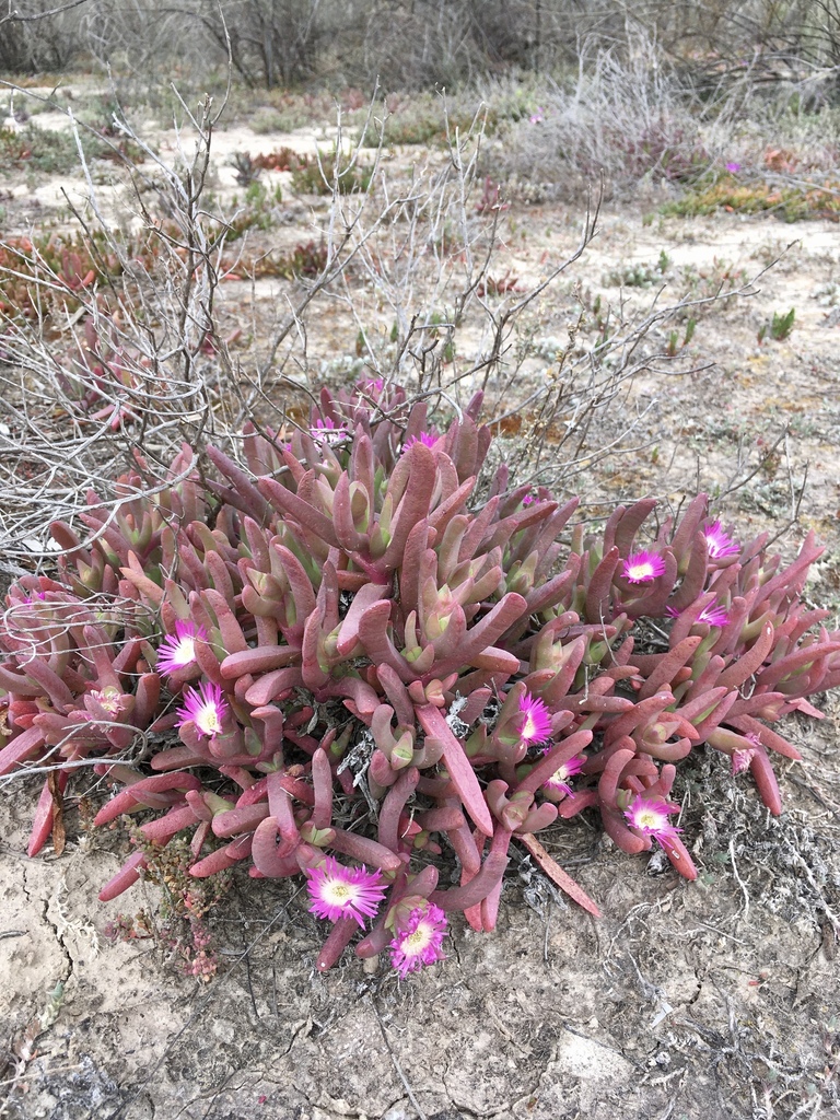Sarcozonas (Sarcozona) - Botanical Realm