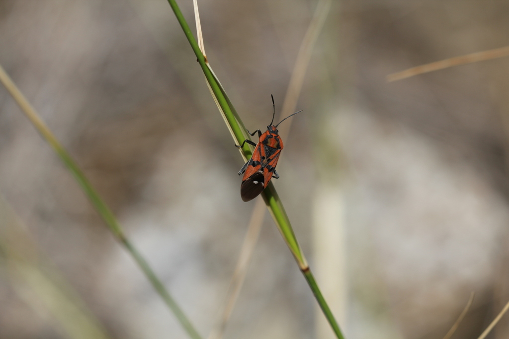 Spilostethus pandurus from Province of Imperia, Italy on June 30, 2022 ...