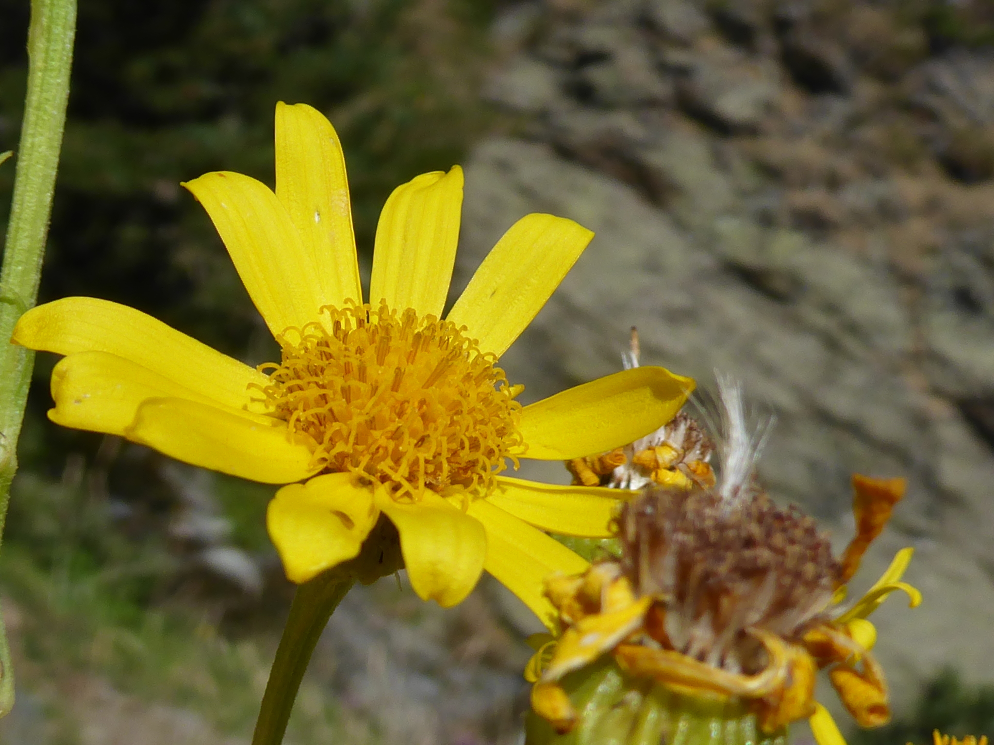 Senecio pyrenaicus L.