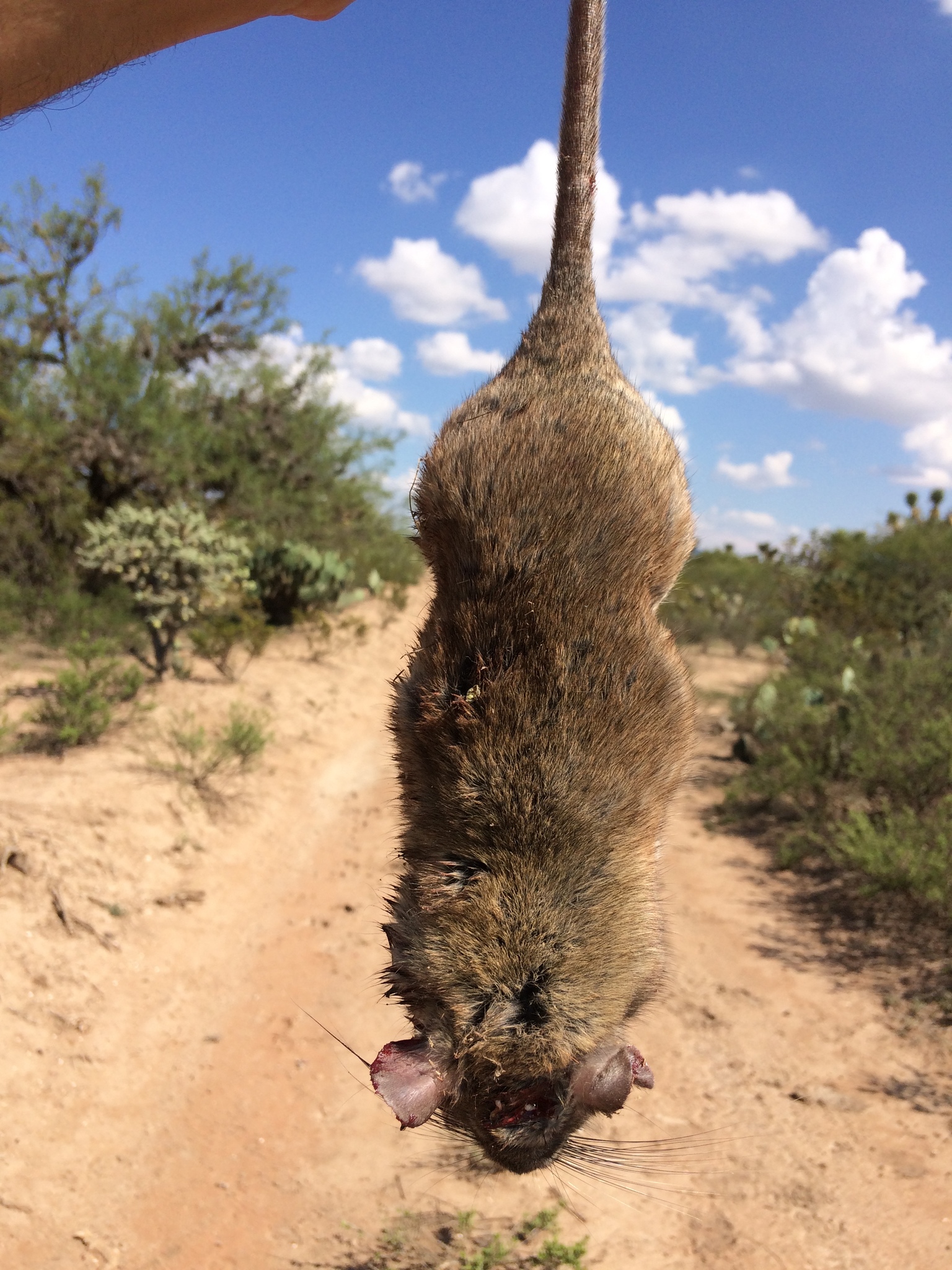 Neotoma leucodon Merriam, 1894