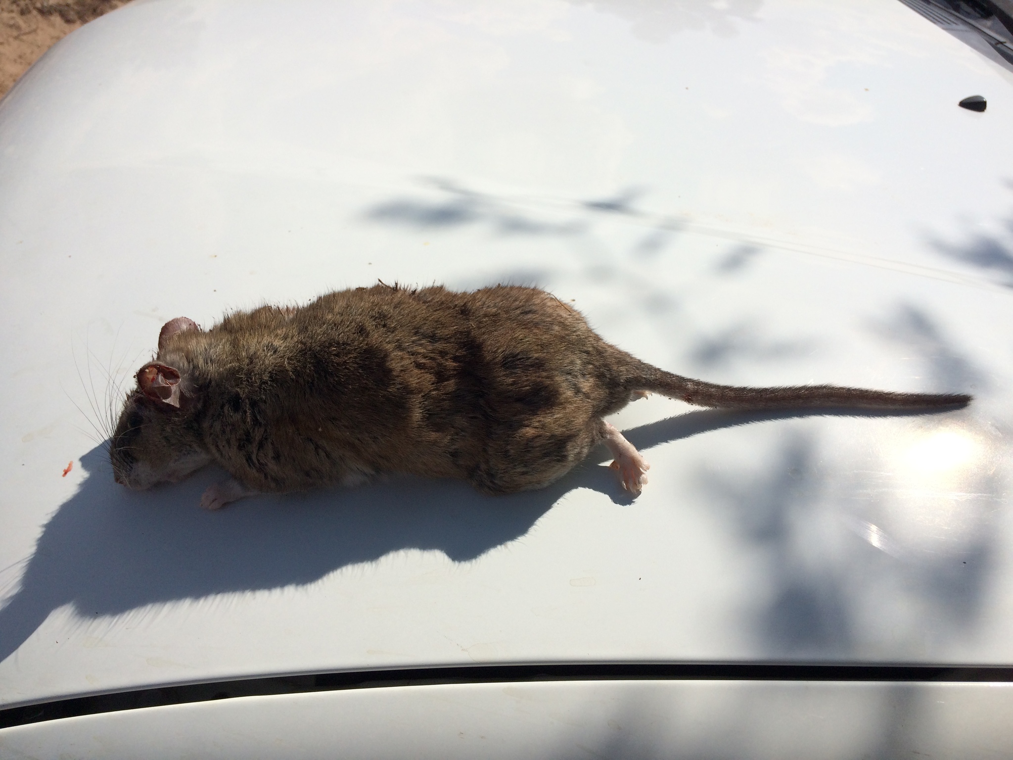 Neotoma leucodon Merriam, 1894