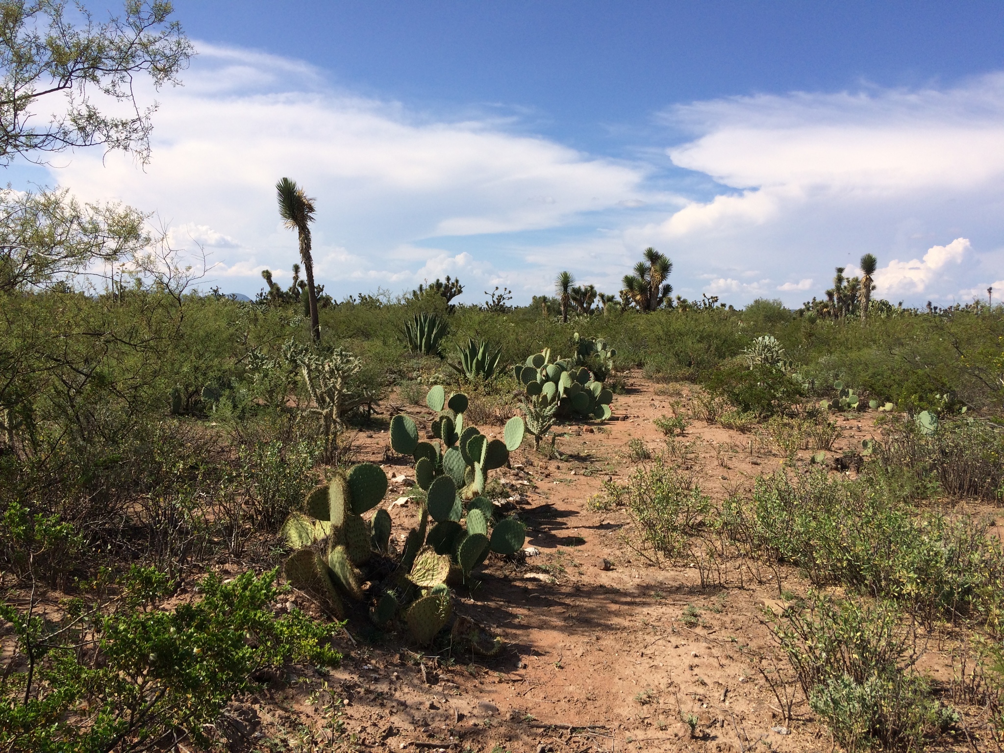 Neotoma leucodon Merriam, 1894
