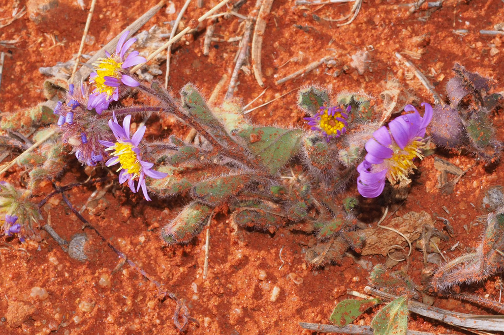 (Calotis inermis) - Botanical Realm